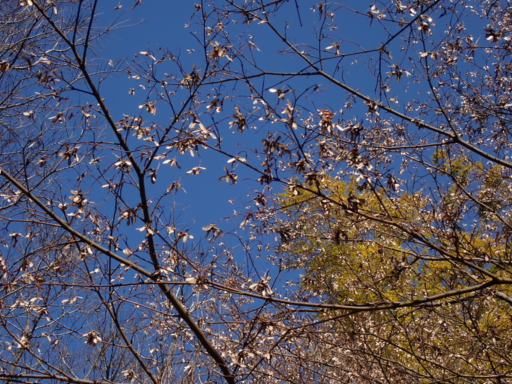 2月の散歩道の花 ③ : 目黒のおじいちゃん