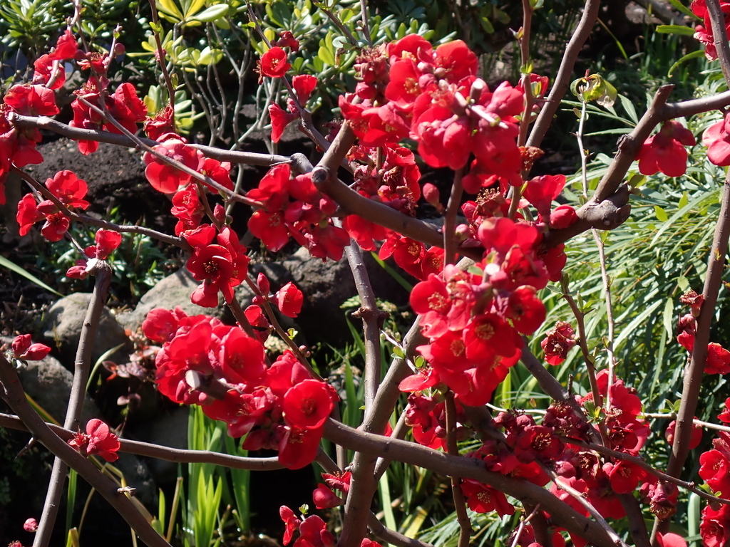 3月の散歩道の花 目黒緑道散歩②アセビ、ユキヤナギ、カンボケ、、: 目黒のおじいちゃん