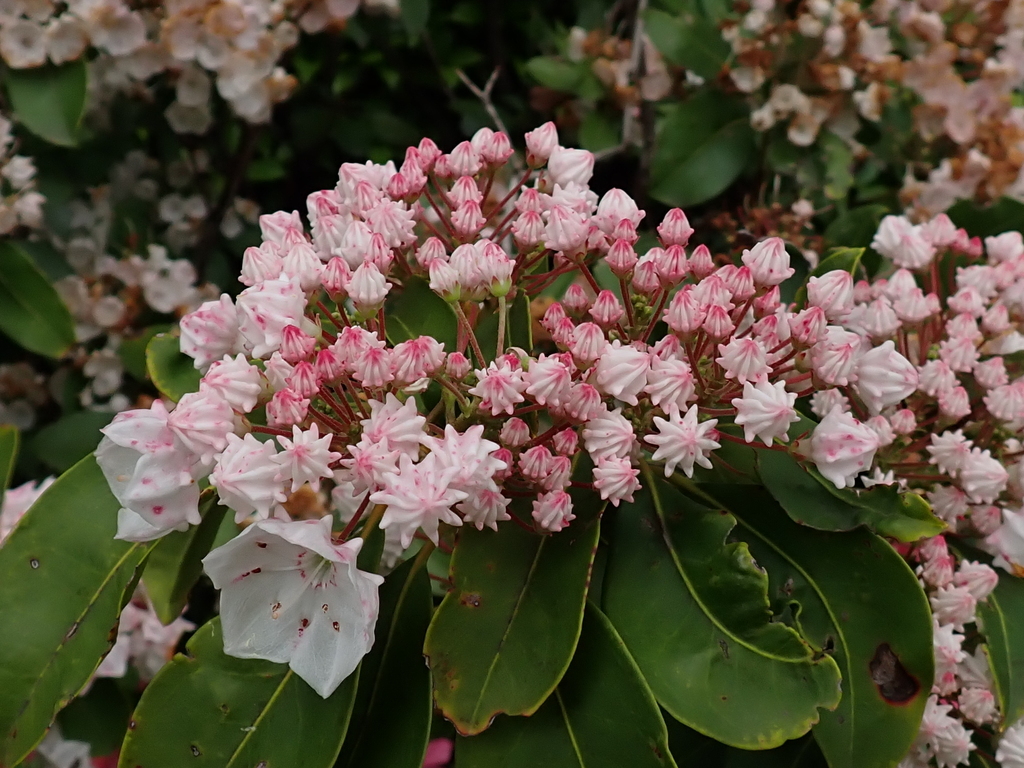 5月初旬 散歩道の花 ②: 目黒のおじいちゃん