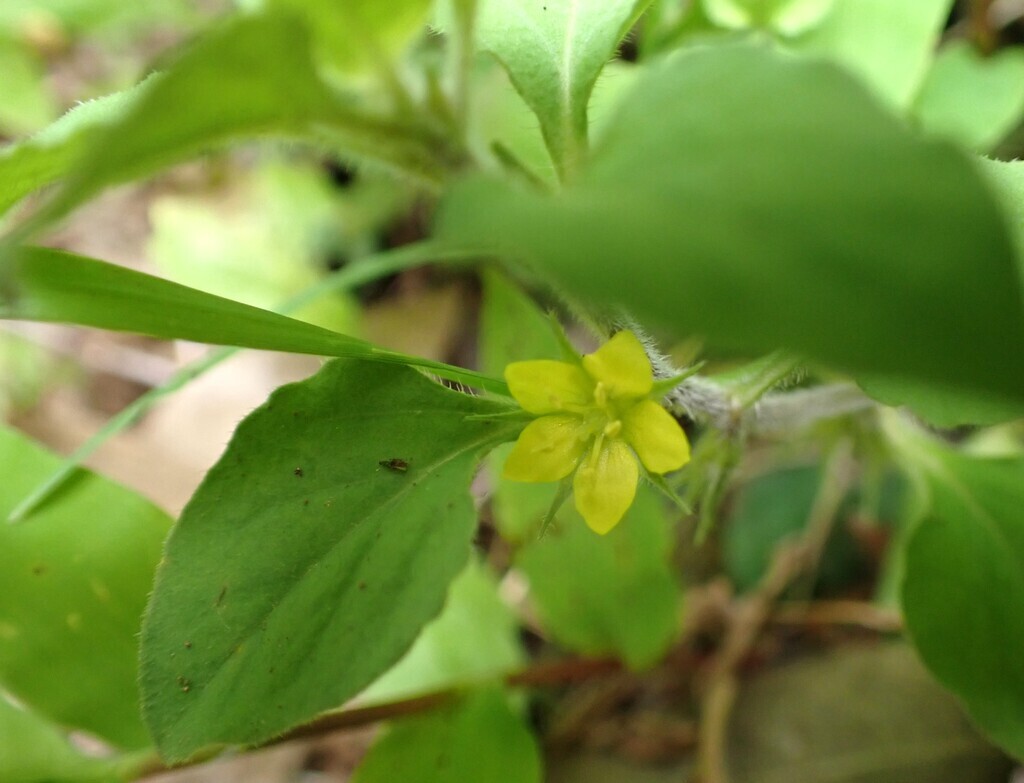 5月中旬 自然教育園の花 ② アサザ、アカショウマ、マルバウツギ、、、: 目黒のおじいちゃん