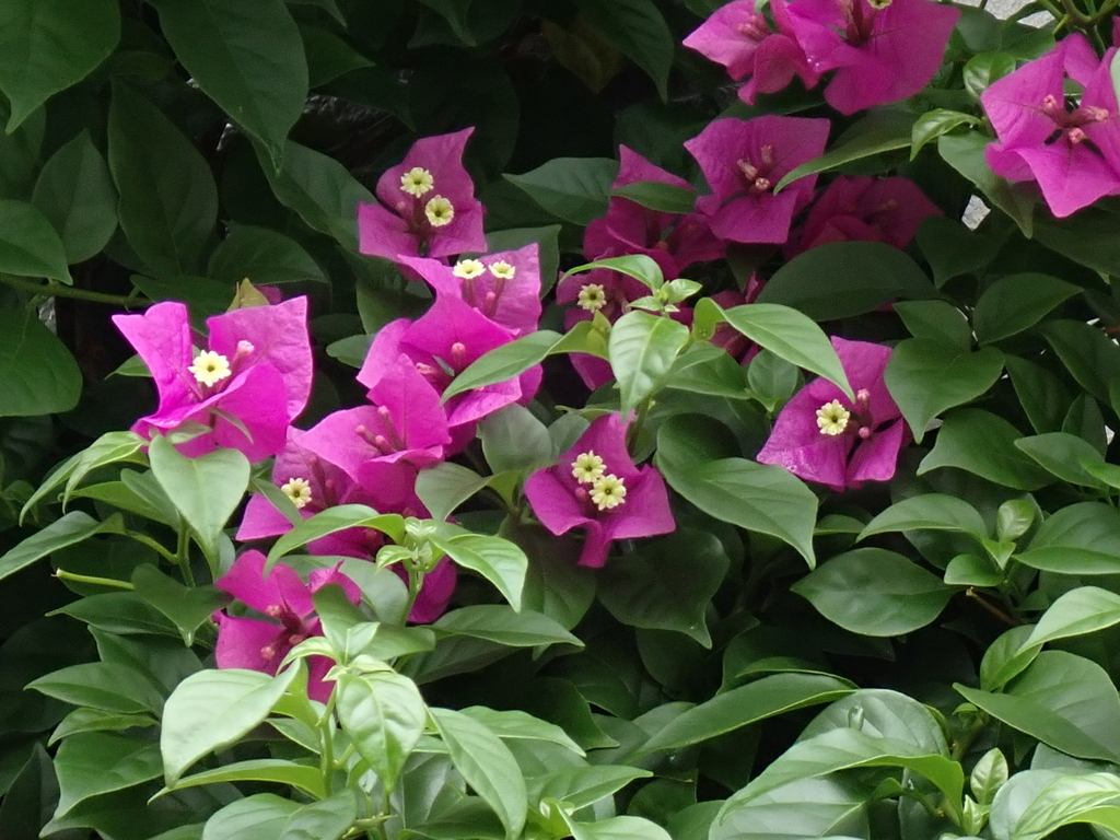 9月の散歩道の花 小公園の花 ヒネム、ミヤギノハギ、オジギソウ、、: 目黒のおじいちゃん