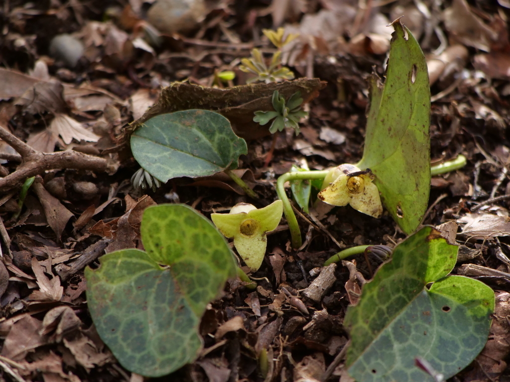 3月 城山かたくりの里 ②: 目黒のおじいちゃん